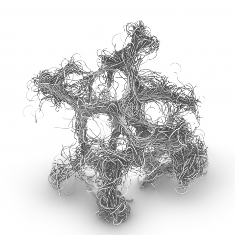 slime mould simulation